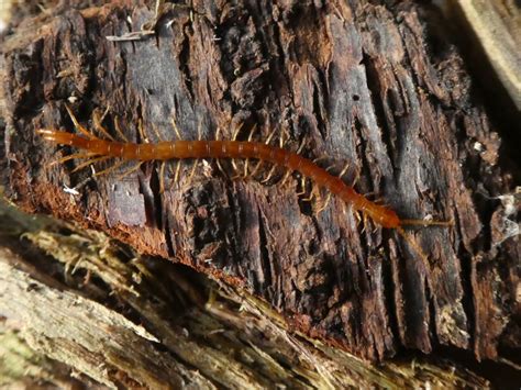 Réf 275736 — Chilopoda Scolopendromorpha Cryptopidae Cryptops Hortensis Galerie