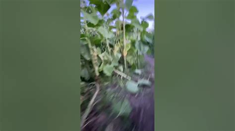 Random Fun Youtube