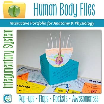 Integumentary System Activity Human Body Files Science Island