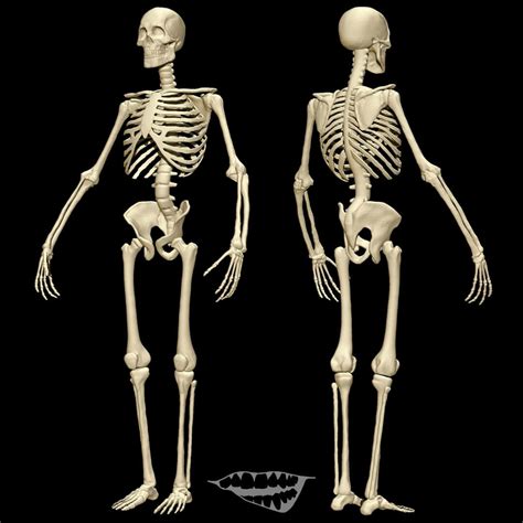 Human Skeleton Reference