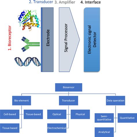 Schematic Illustration Of Biosensor Technology And Biosensor