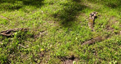 Deciduous Trees And Green Grass In The Spring Season In Sunny Weather Stock Video Video Of