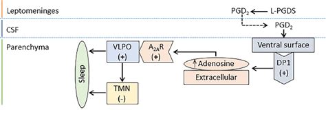 Figure 3 From Role Of The L Pgds Pgd2 Dp1 Receptor Axis In Sleep