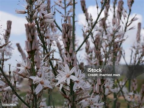 화창한 봄날 초원에 녹색 잔디의 배경에 향기로운 흰색 아스포델 꽃 하늘 아래 자연 조건에서 망각의 꽃 0명에 대한 스톡 사진 및 기타 이미지 Istock