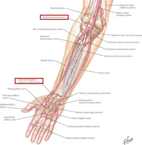Radial Artery Location