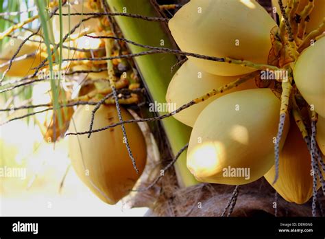 Palm Seed Hi Res Stock Photography And Images Alamy