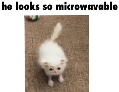Wisp The Cat On Tumblr
