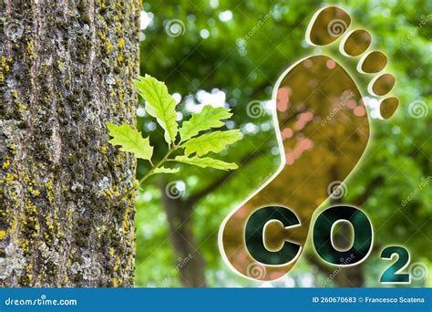 Planting Trees For Reduction Of The Amount Of Co2 Emissions Concept With Footprint Icon And