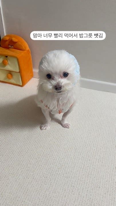 동숲 주민같은 이망고씨 🌿 맨날 함정에 빠져서 허우적댈 것 같음 ㅠ ㅋㅋㅋ 🐥 강아지 Youtube