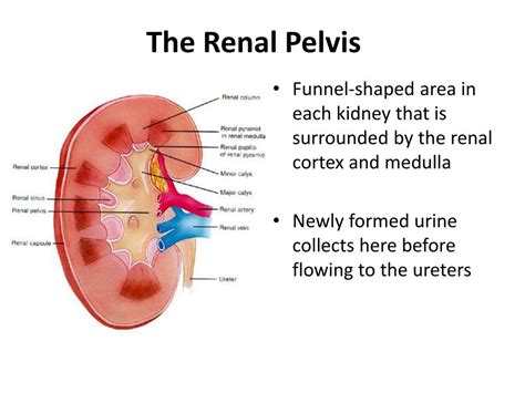 Ppt Chapter 9 The Urinary System Powerpoint Presentation Free