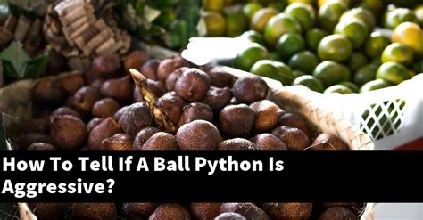 How To Tell If A Ball Python Is Aggressive My Reptile Blog