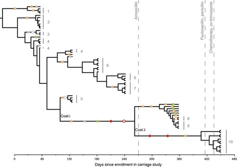 bayesian coalescent tree the maximum clade credibility tree