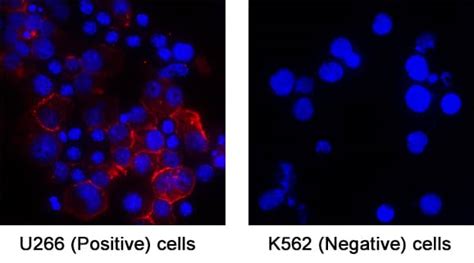 Cell Activation Pathway Bioinformatics Novus Biologicals