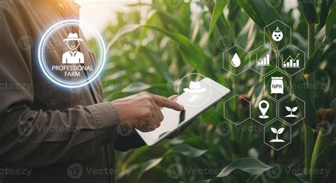 Farmer Using Tablet In Cornfield Displaying Agricultural Data Analytics
