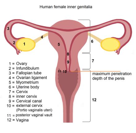Uterus Wikipedia