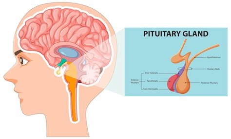 Brain Pituitary Gland