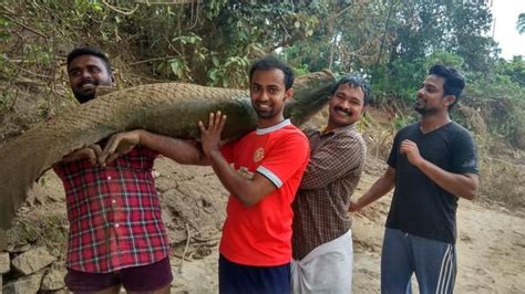 Predatory Fish Like Arapaima Red Belly Piranha And Alligator Gar