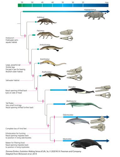 Evolution Exam 1 Flashcards Quizlet