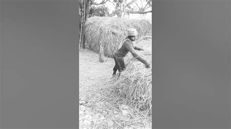 গ্রাম ও জনপদের গরুর খাবার। ধানের খড়। কিভাবে ধানের খড়গাদা দিয়ে রাখা হয়। 👍👍 Youtube