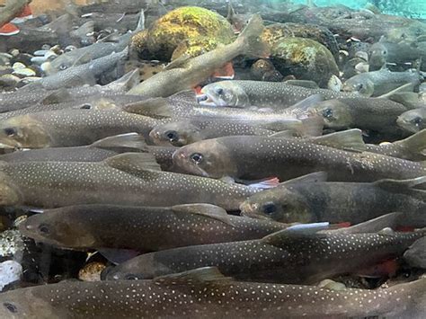 Arctic Char Uk