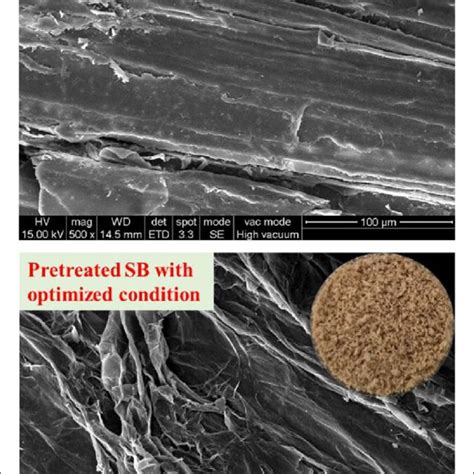 Scanning Electron Micrographs Of Treated And Untreated Sb Download