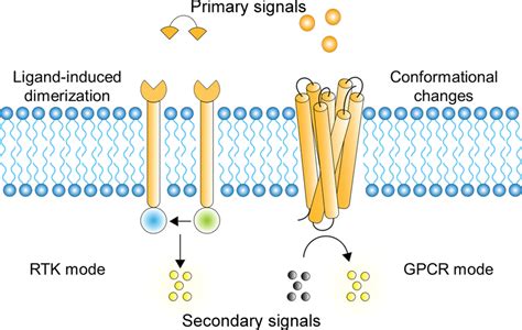 Schematic Illustration Of Transmembrane Signaling Download