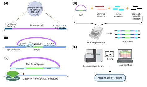 Molecular Inversion Probes Biorender Science Templates