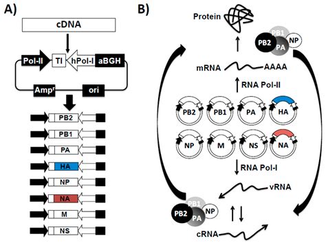 Reverse Genetics Approaches For The Development Of Influenza Vaccines