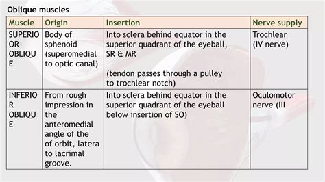Anatomy Of Orbit Pptx
