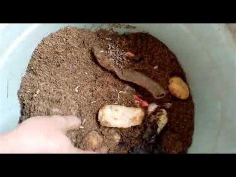 magot - YouTube