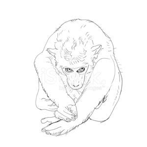 Naughty Monkey Royalty Free Vector Stock FreeImages