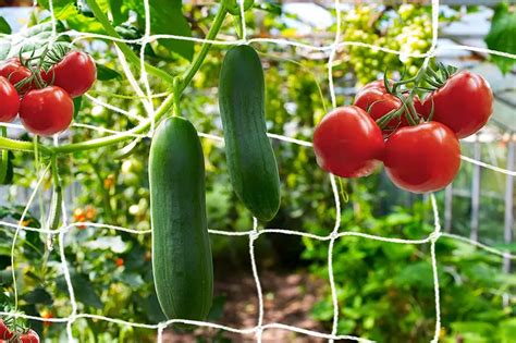 Grow Garden Heavy Duty Trellis Netting Mesh Perfect Climbing Temu