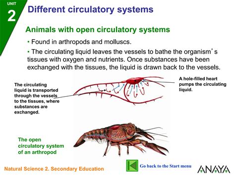 Circulatory Science Grade 6 Short Notes Igcse Ppt
