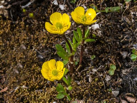 Ranunculus Bulbs Growing Ranunculus Flowers In The Garden Gardening