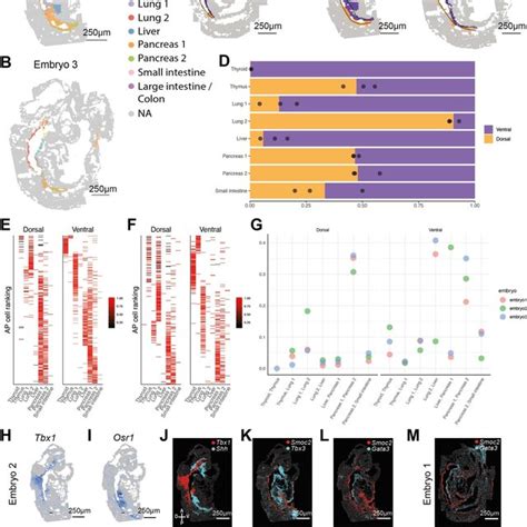 Single Cell Spatial Transcriptomics Map Of Mouse Organogenesis Using Download Scientific