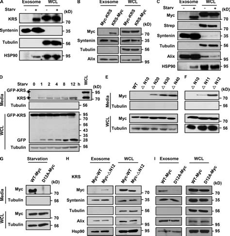 The Effect Of An N Terminal Truncation Of Krs On Secretion A