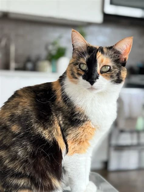 Chatgpt теперь умеет создавать сложные изображения на базе модели Gpt 4o и работает с