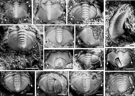 Late Meraspid And Early Holaspid Pygidia Of Tsinania Shanxiensis Zhang