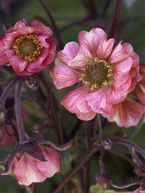 Violruta Splendide Zetas Trädgård