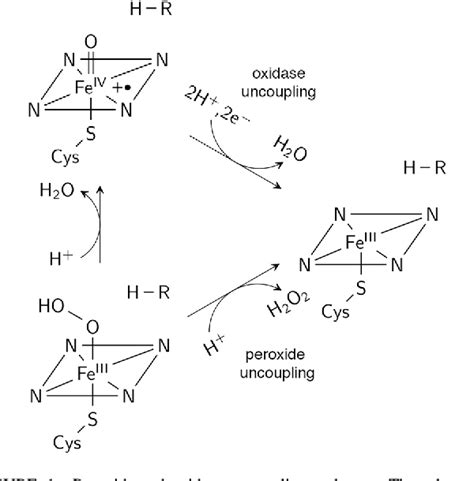 Figure 1 From Molecular Determinants Of Substrate Affinity And Enzyme