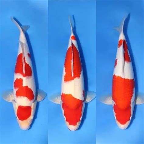 Koi Gender Identification Ways To Tell Koi Sex Pond Informer