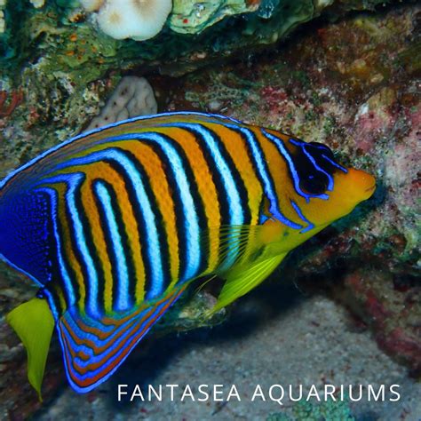 All Angelfish Species Saltwater