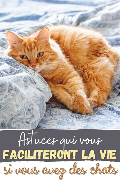 Astuces Qui Vous Faciliteront La Vie Si Vous Avez Des Chats Artofit