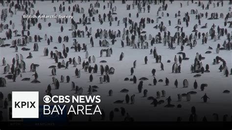Penguin Population