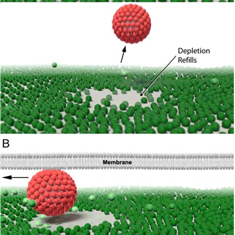 A Diffusion Ratchet Model For Para Mediated Transport And Partition Download Scientific