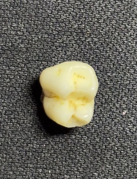 Primates The Fossil Forum