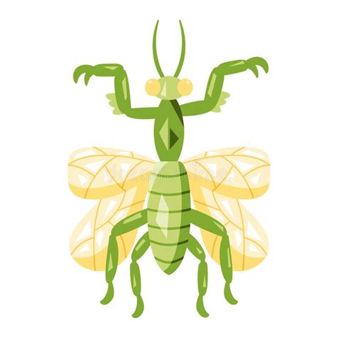 Isolated Colored Cricket Bug Icon With Details Vector Stock Vector Illustration Of Design