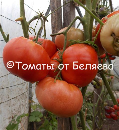 Томат Красное сердце • Описание, ОТЗЫВЫ(27), Фото, Семена