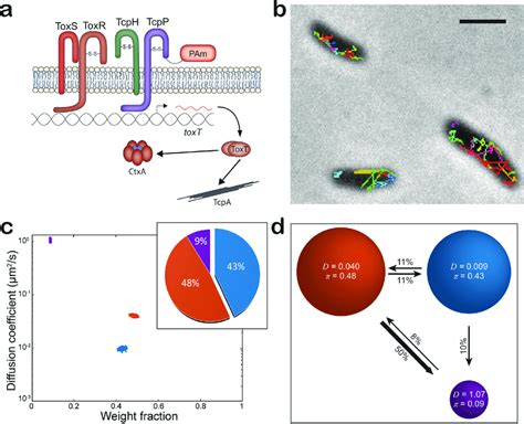 A Model Of Tcpp Pamcherry B Representative Single Molecule Download Scientific Diagram