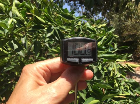 Drip Irrigation For Backyard Trees Weeding Wild Suburbia